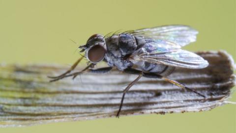 Why is it so hard to swat a fly? - BBC News