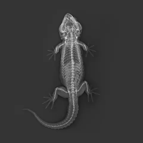 ZSL London Zoo shares animal X-rays