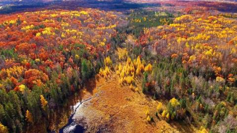 El hongo de más de 2.000 años que pesa más que tres ballenas juntas (y ...