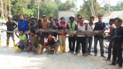 'Longest-ever' captured python dies in Malaysia - BBC News