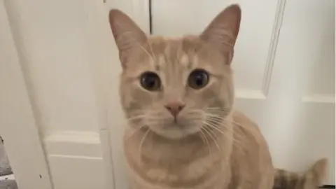 Torquay social media star cat home after three months