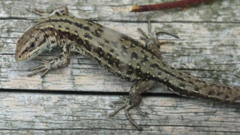 Common lizards found at Rutland Water for first time in 15 years - BBC News