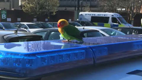 Wolverhampton police find exotic bird perched on blue lights
