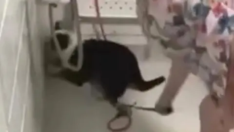 RSPCA Somerset prosecutes woman over puppy beating