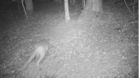 'Wallaby' caught on camera in Borders countryside - BBC News