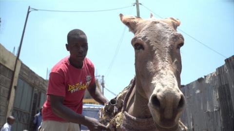 Why are donkeys facing their 'biggest ever crisis'? - BBC News