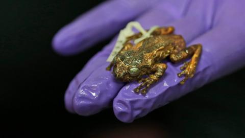 'Extinct' tree frog rediscovered in India after 137 years - BBC News