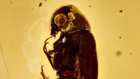 Stunning photos of the ancient insects caught in amber - BBC Newsround