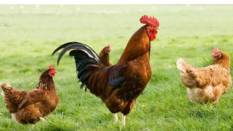 Bird flu 'spills over' to otters and foxes in UK - BBC News