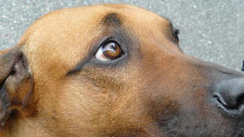 Dogs' eyes evolve to appeal to humans - BBC News