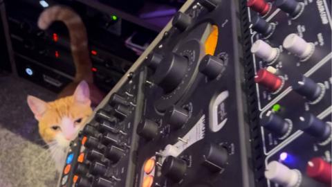 Could a cat from Stevenage have a Christmas number one single? - BBC ...