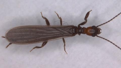 Treasure trove of new insects discovered on island - BBC News