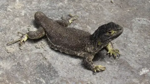 New lizard species discovered in Peruvian Andes