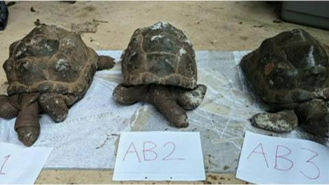 Two more giant tortoises found dead in woodland near Exeter - BBC News