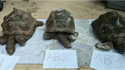 Two more giant tortoises found dead in woodland near Exeter