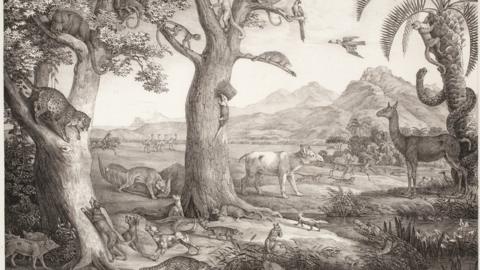 Carl von Martius, o alemão que explorou as entranhas do Brasil e ...