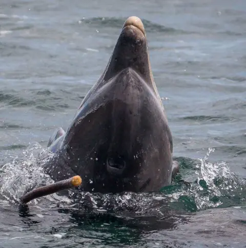 Dolphin named after Star Wars character masters "lightsaber" skills