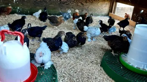 Coronavirus: Lockdown rush for hens prompts supply concern