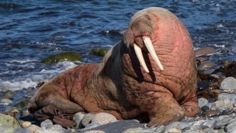Arctic walrus Wally turns up in Wick - BBC News