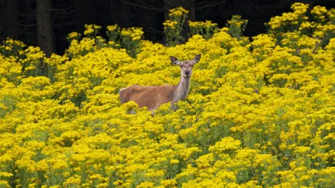 Your pictures of Scotland 31 July - 7 August