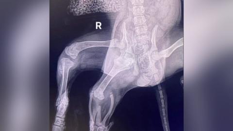 Dog with six legs has operation to remove extra limbs - BBC News