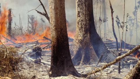 Two-fifths of plants at risk of extinction, says report - BBC News