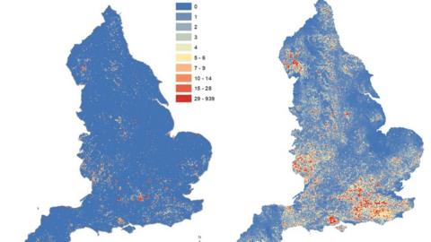 New map of ancient trees an opportunity for conservation - BBC News
