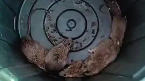 Magawa, the landmine-sniffing hero rat, dies aged eight