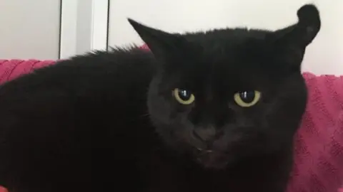 Halloween hope for Dracula-like 'bat cat'