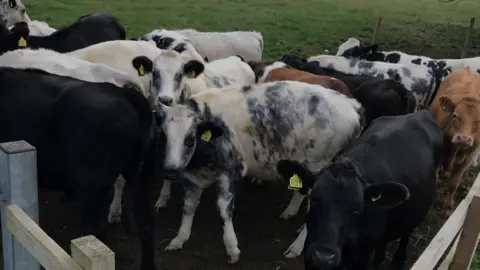 Gloucestershire farmer's cows killed by suspected meat thieves