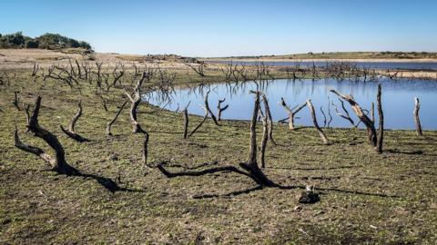 Where has a drought been declared, and what does it mean? - BBC News