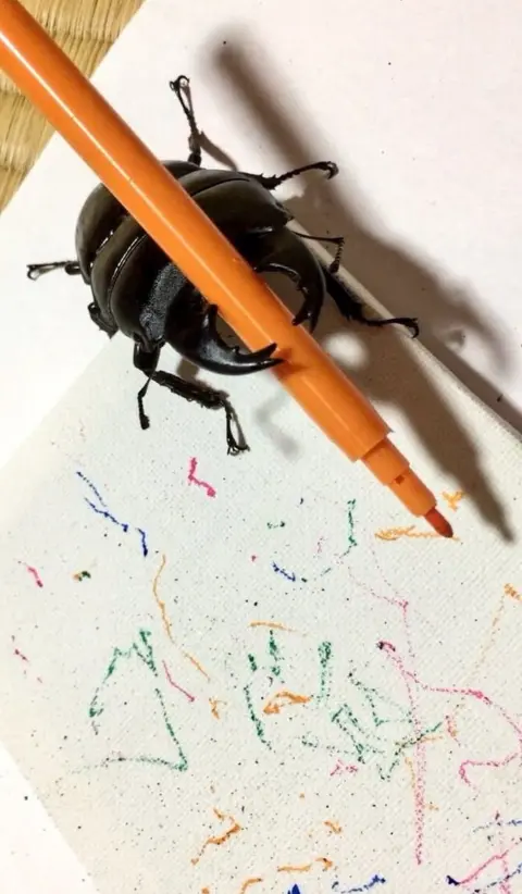 Beetle art: 'Sweet and curious' drawing beetle wins hearts online