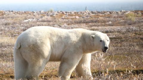 Climate change: Polar bears face starvation threat as ice melts - BBC News