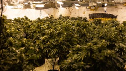 Hundreds of cannabis plants seized in raids - BBC News