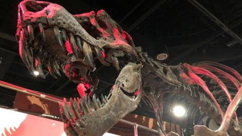 T.rex is the only Tyrannosaurus species, say scientists - BBC Newsround