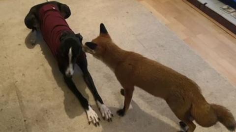 The blind fox that lives in Nuneaton with deer and dog - BBC News