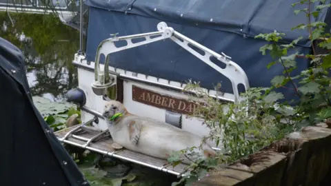 Littleport seal with fishing hook in eye found and treated