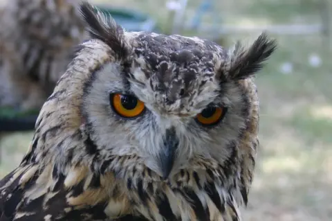 Barrow Owl Sanctuary scrutinised by watchdog