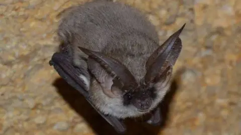 DNA analysis finds rare bat roosting in Somerset church