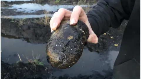 Ramsey farmer says wet weather has affected potato crop