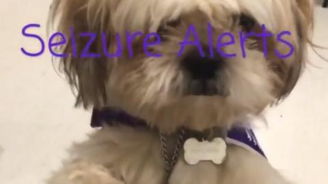 'Refusing my guide dog is not just illegal, it's wrong' - BBC News