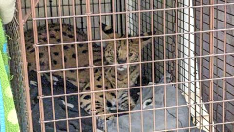 Un 'chat sous cocaïne' : Le chat sauvage serval a été testé positif à ...