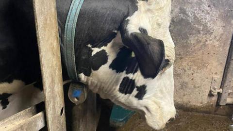 Bovine TB: Young farmer in tears after TB hits 55 cows - BBC News