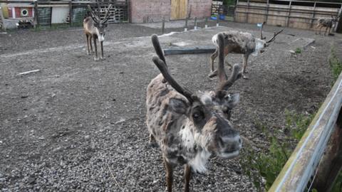 Secret cameras reveal reindeer abuse at animal centres - BBC News