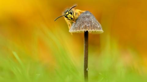 Insects: Check out these amazing super close-up bug photos! - BBC Newsround