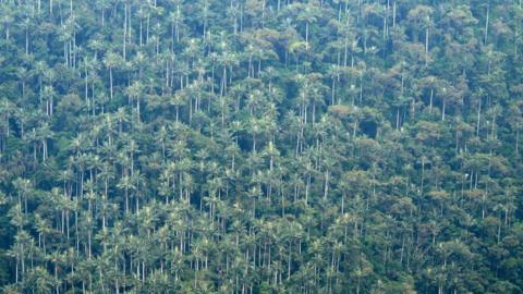 'Living corpses': Why Colombia's national tree is at risk - BBC News