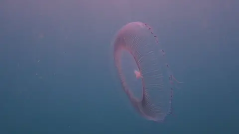 Surge in Guernsey and Alderney of jellyfish native to Mediterranean