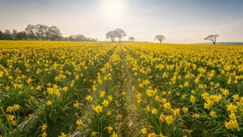 Lluniau: Cymru yn y gwanwyn // Wales in springtime - BBC Cymru Fyw