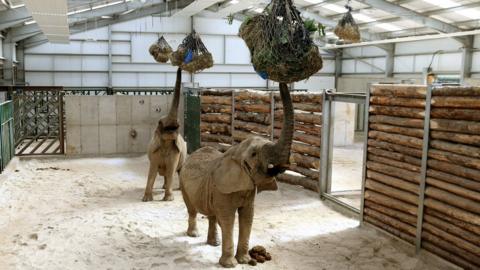 Search on to find friend for Scotland's only elephant - BBC News