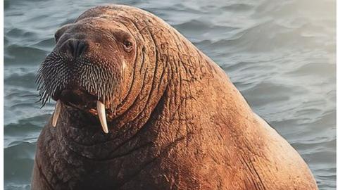 Wally the walrus: Crowds 'may have driven' creature from Tenby - BBC News